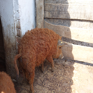 The Sausage Maker | lizwitherell